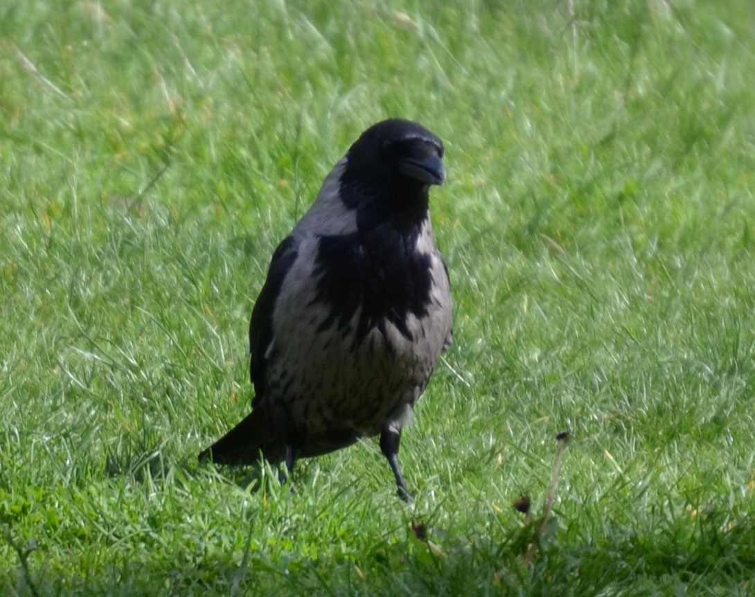 Woods Walks and Wildlife: Scandinavian sights, Part 1: Copenhagen birds