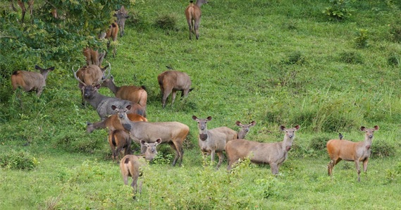 Kariyanshola Trail Package - Kerala Jungles