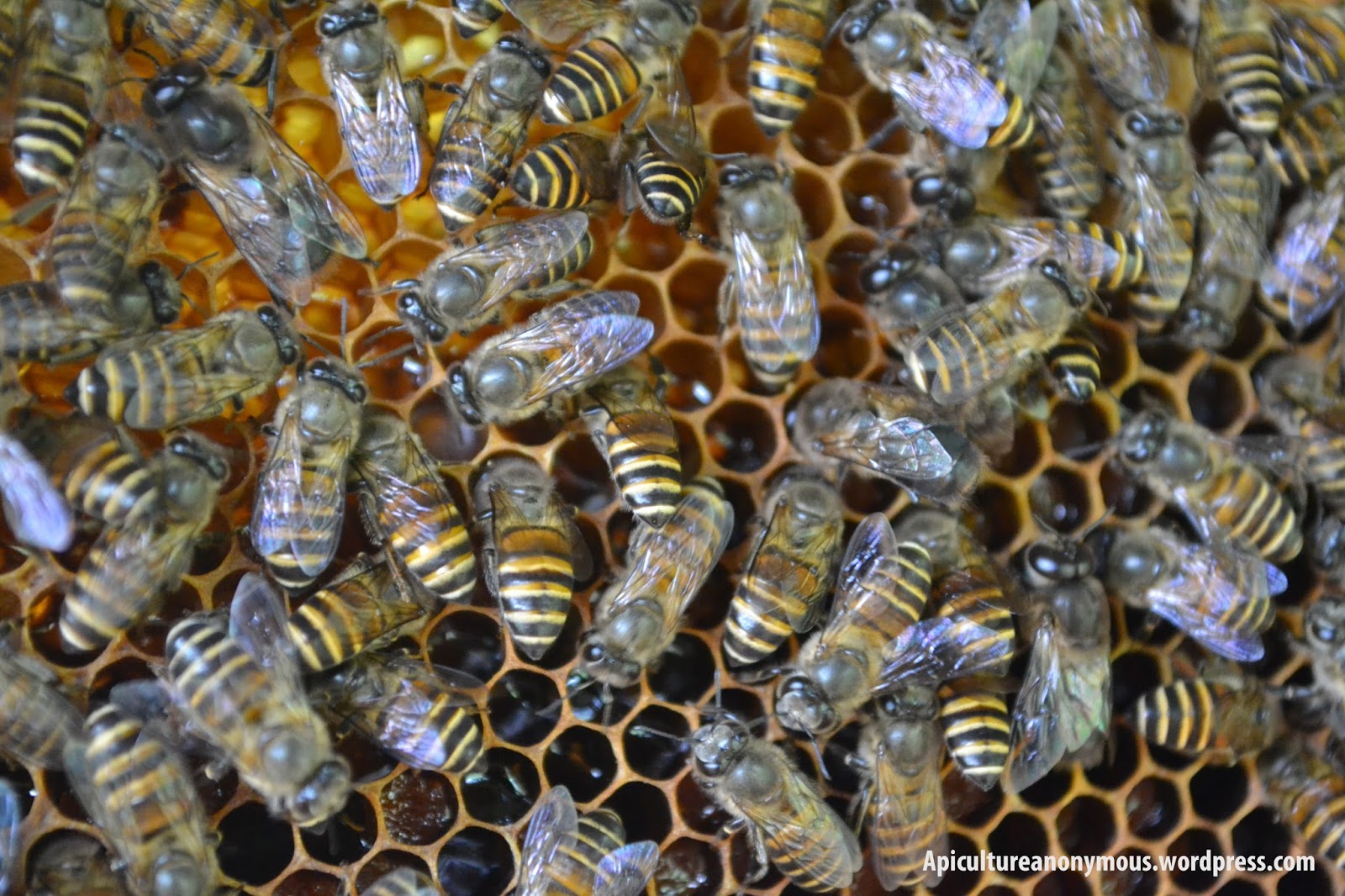 CORONA APICULTORES: APIS CERANA