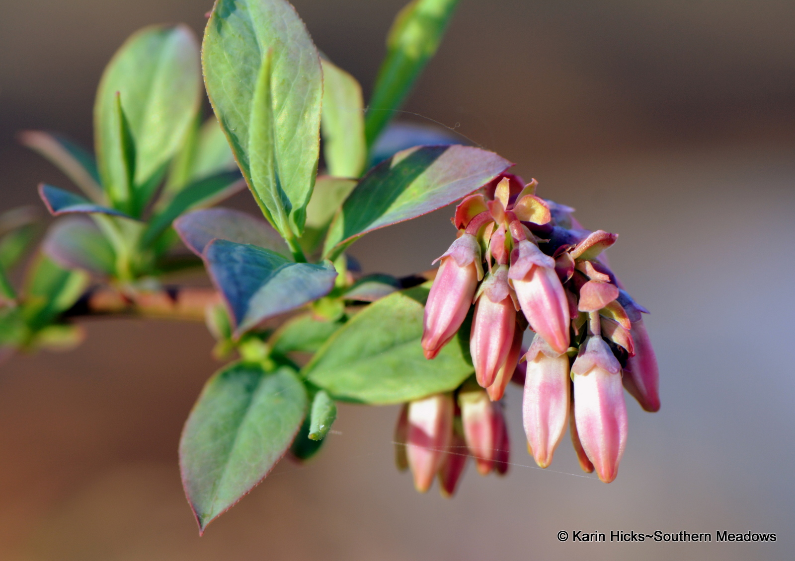Blueberries in Spring
