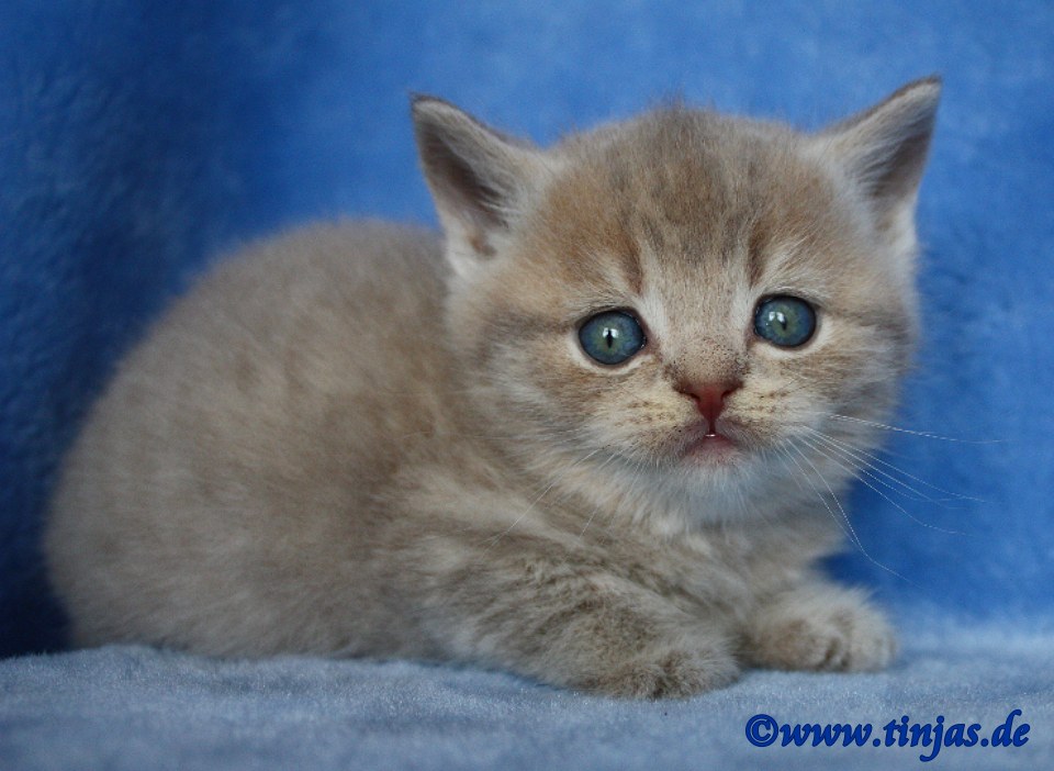 Britisch Kurzhaar (BKH) Kitten und Britisch Langhaar Katzenbabys: BKH ...