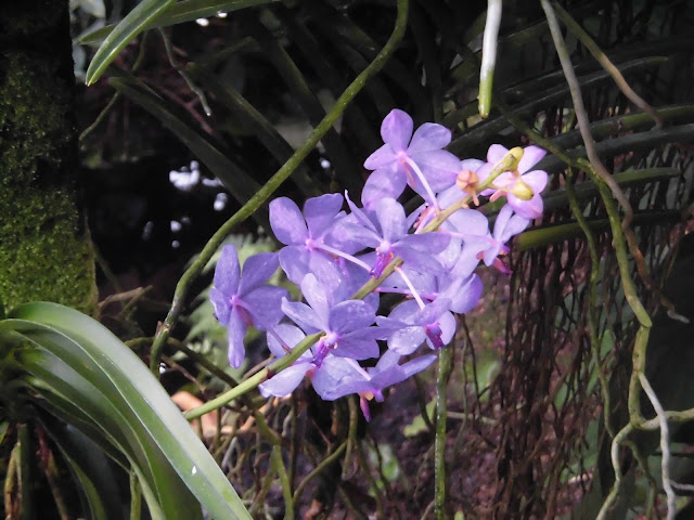 60歳で無職の優雅な日々: アスコセンダ・タン・チャイ・ベン Ascocenda Tan Chai Beng