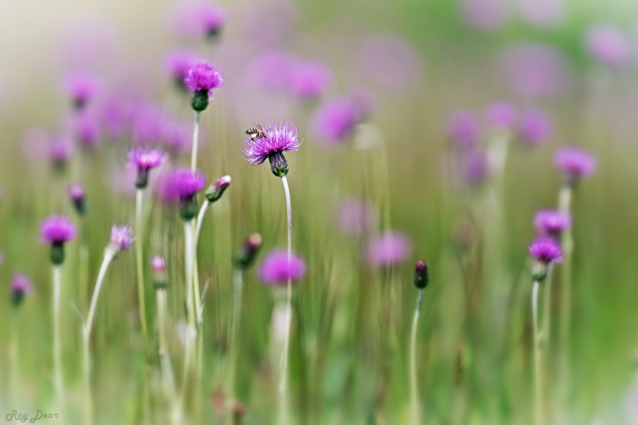 Foto's: Spaanse ruiter