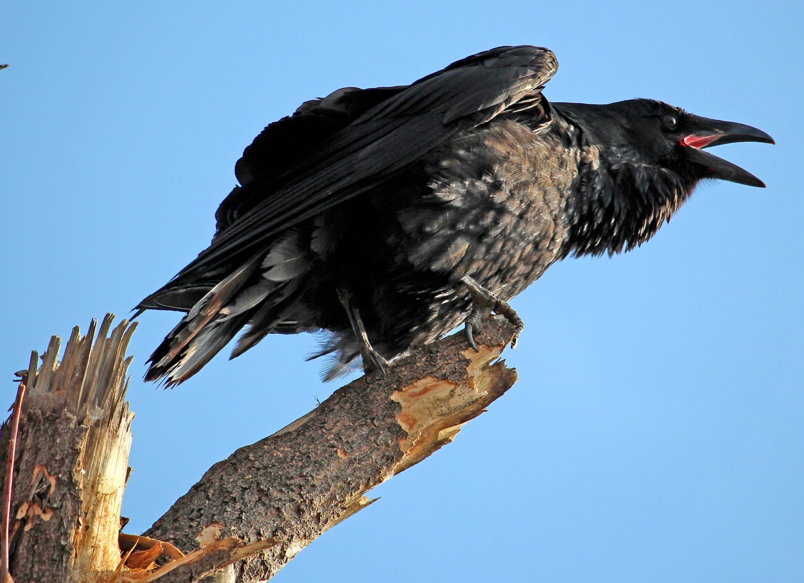 Conversations with a raven