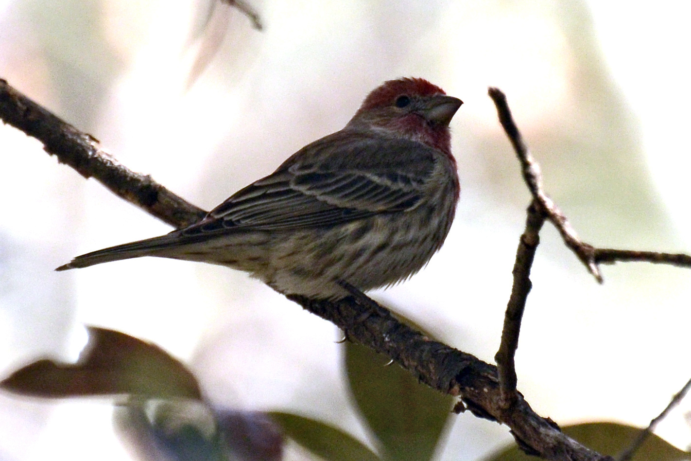 The Nature of Framingham: A Barking Bird!