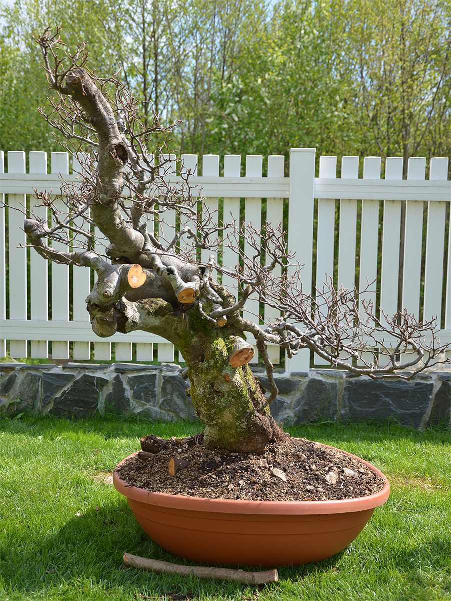 Bonsai - Living Art: Fagus Sylvatica - Yamadori