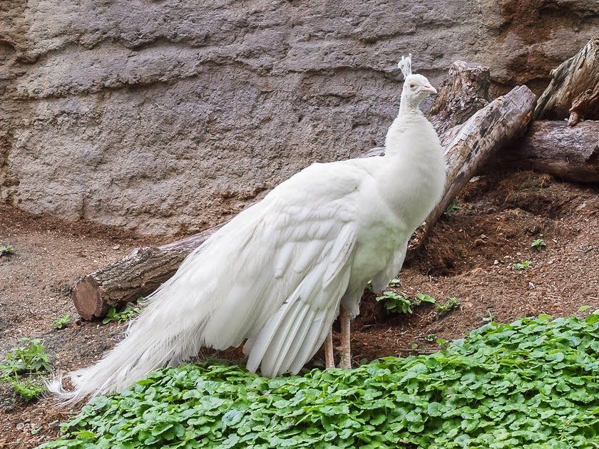 Foto: Femela de paun asiatic (Pavo cristatus)