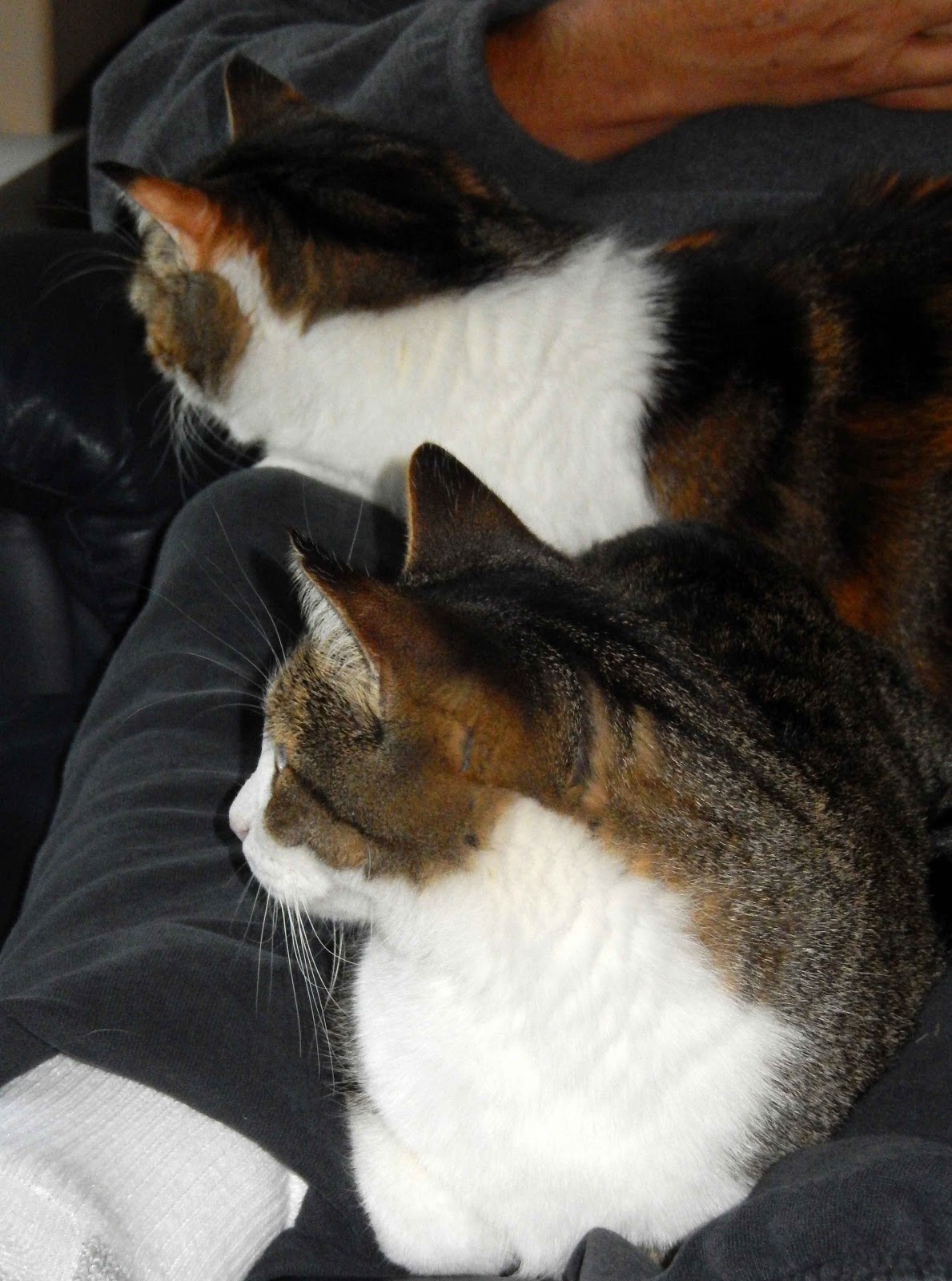 Cat Patches: A Cat is a Cat