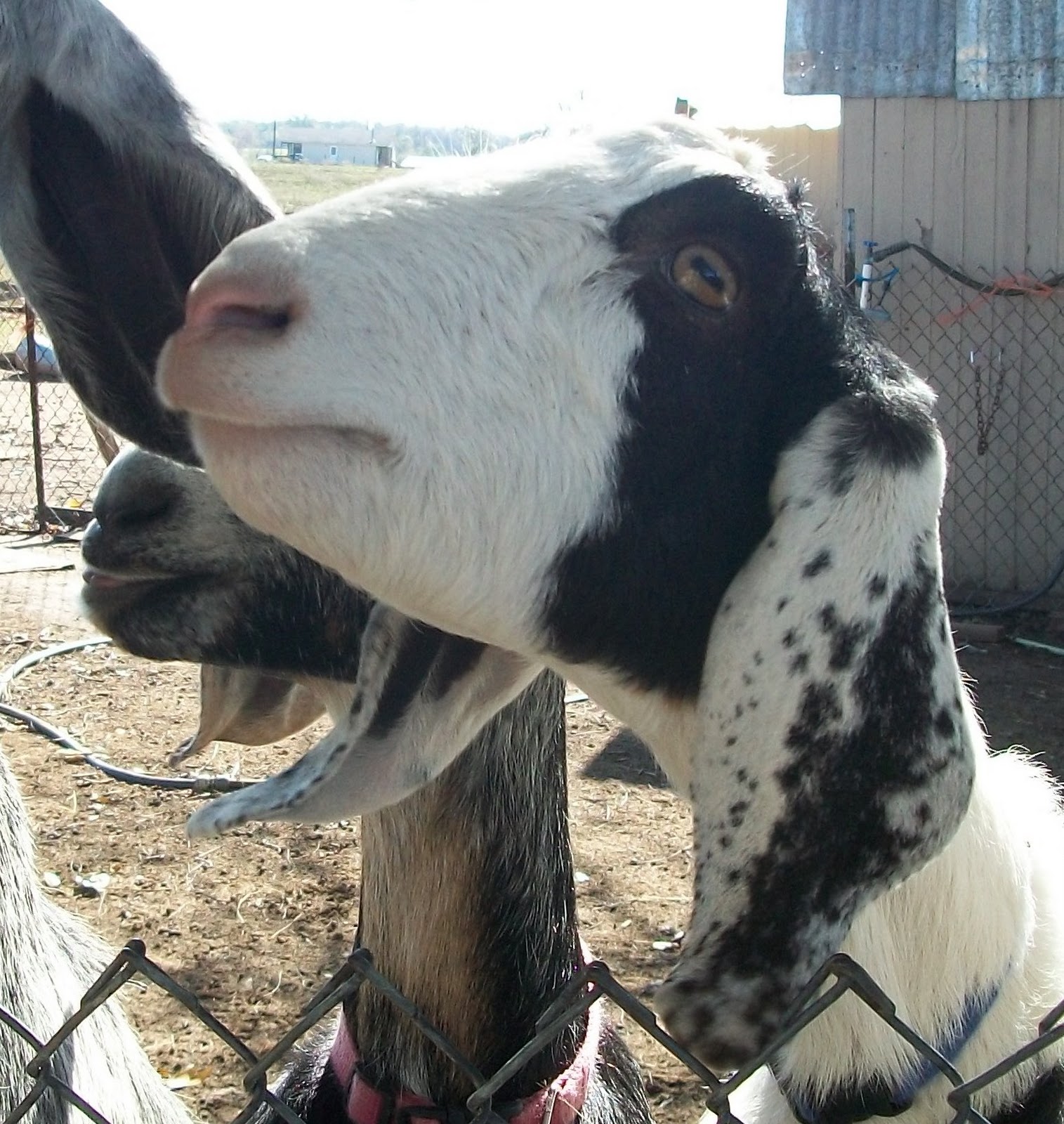 Tales from Tails Up Homestead: The Most Beautiful Goat In The World