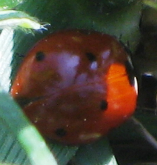 Funny Humorous Poetry for Kids... Grownups too :}: Where Do LadyBugs Sleep?