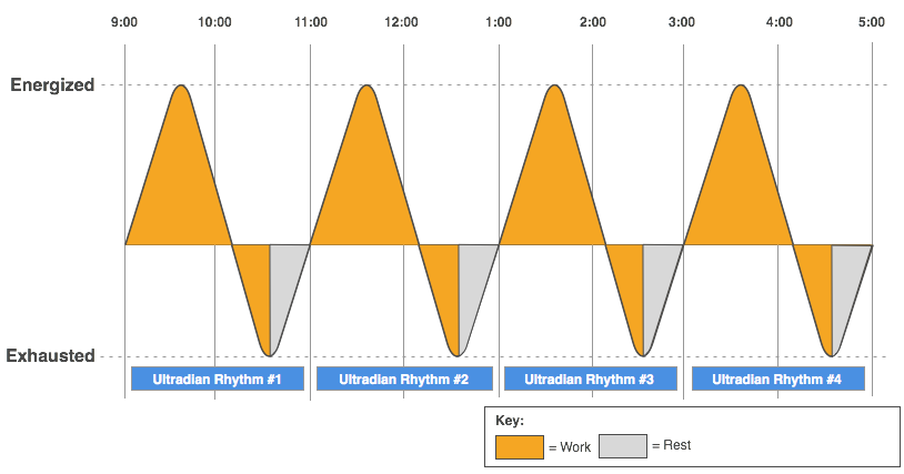 90-минутный цикл активности