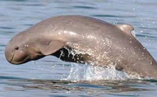 Pesut Mahakam yang Sangat Langka | SPICA