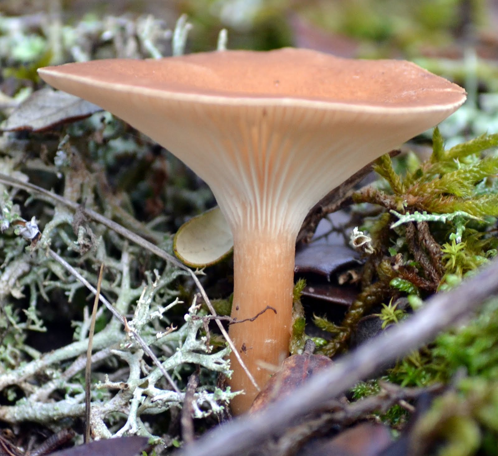 BIOMONCAYO: Clitocybe gibba (Clitocibe Embudado)