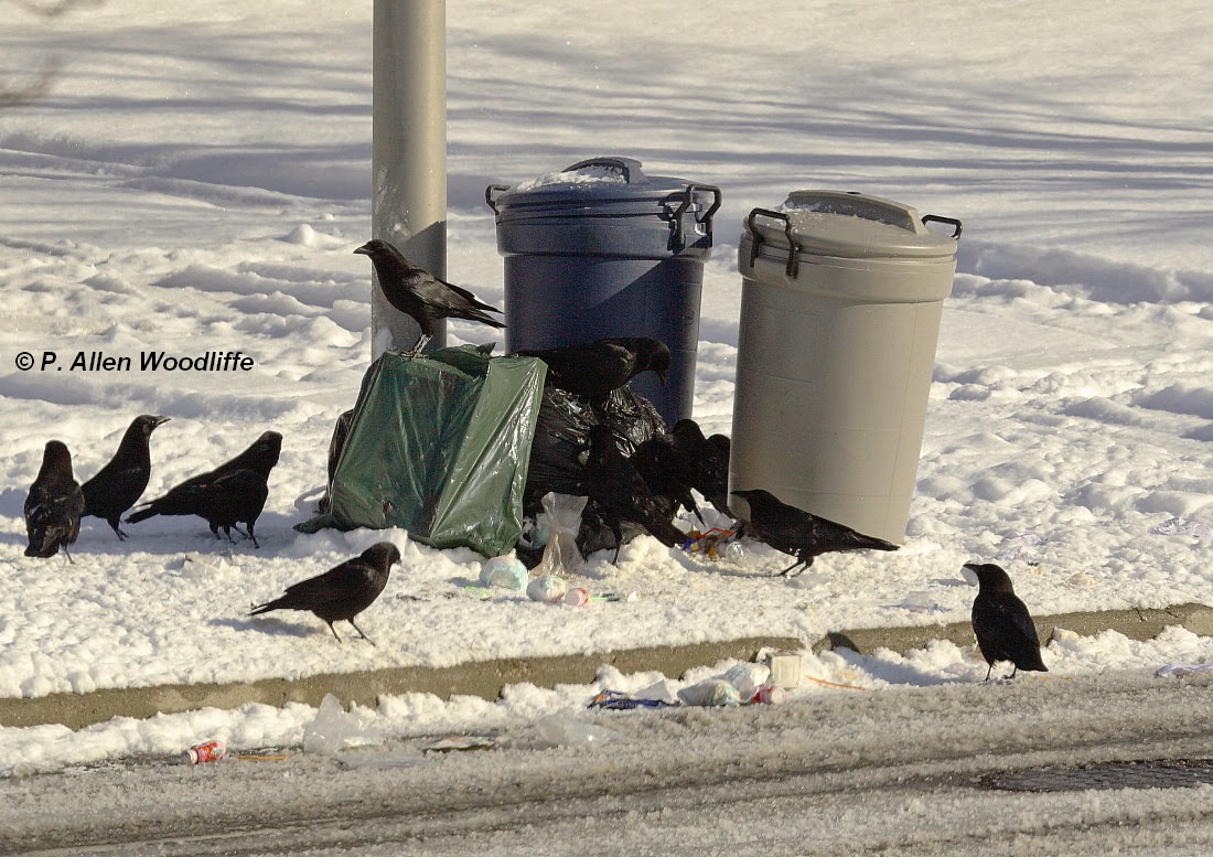 Nature Nuggets: Tis the season for crows, and lots of them! Here's why.....