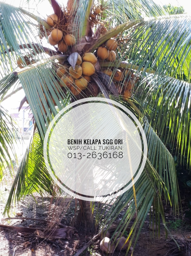 Pokok Kelapa SGG CN16