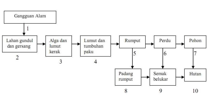 Pengertian Suksesi | Pak Pandani | Belajar dan Berbagi