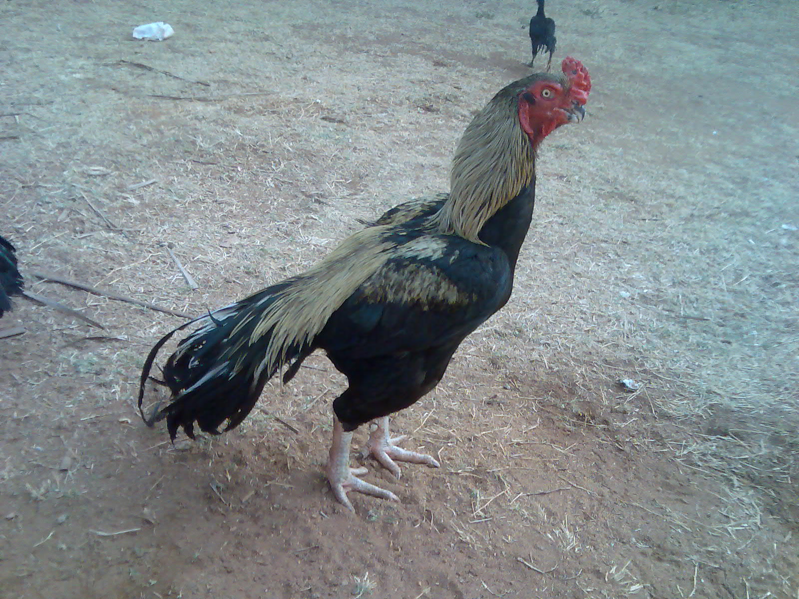 TAMILNADU ASEEL: MY ASEELS