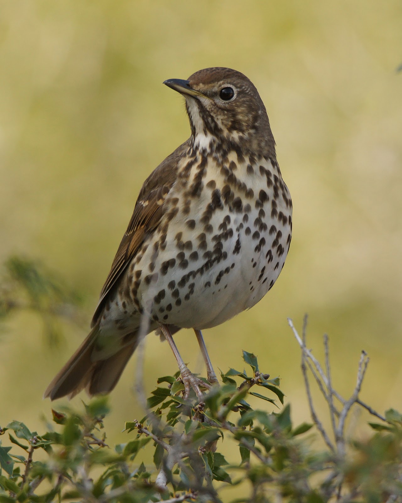 Pasión por las aves: Zorzal común,(Turdus philomelos)