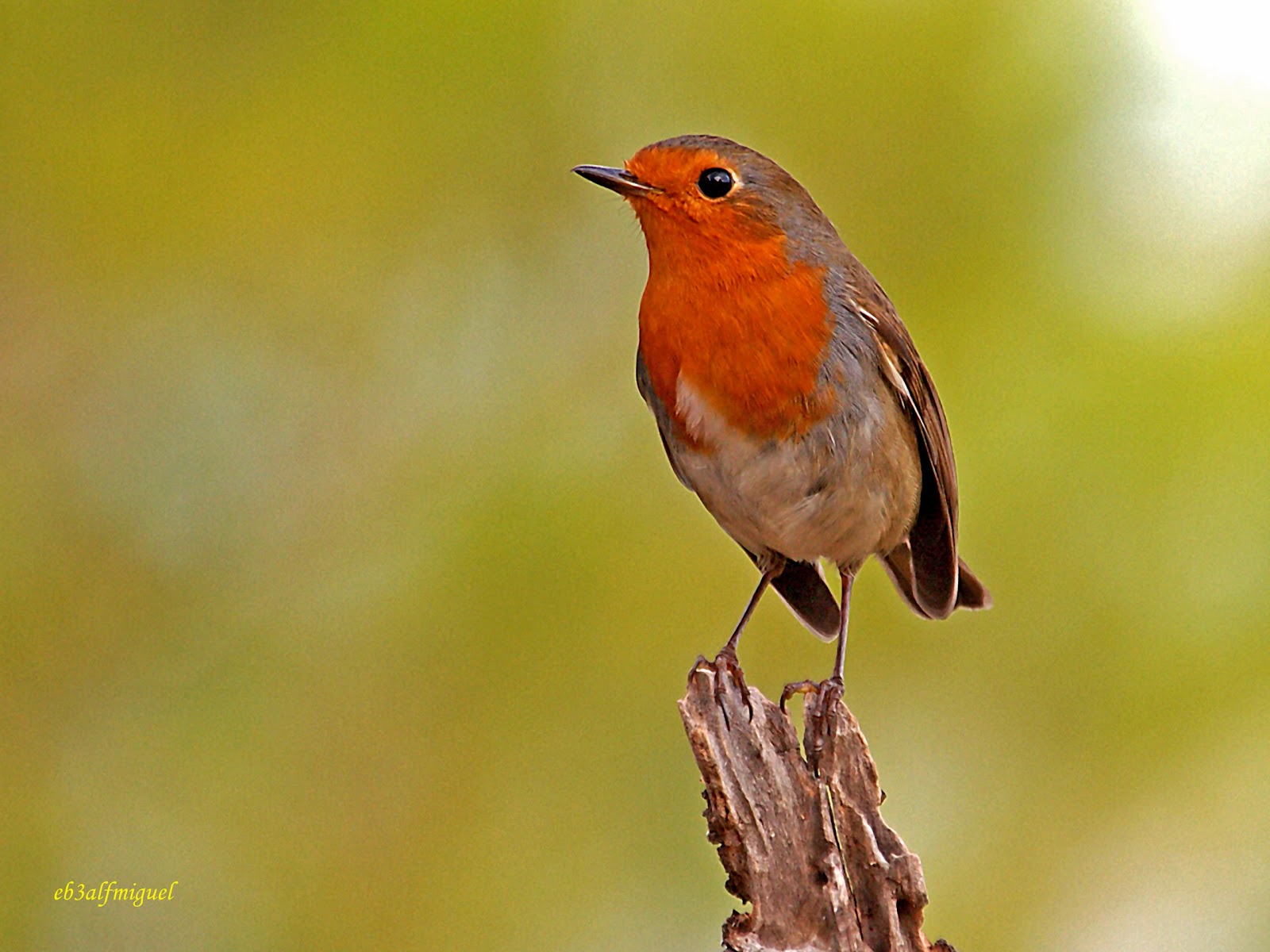 MIS AMIGAS LAS AVES: Petirrojo europeo (Erithacus rubecula)