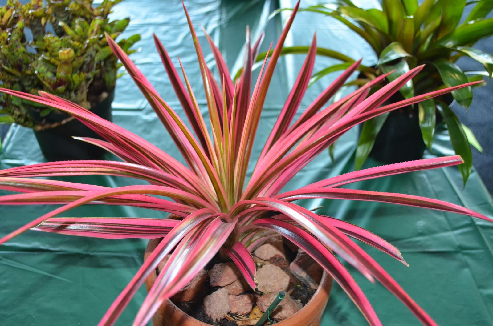 Succulent Bromeliads and others : Sarasota Bromeliad Society Show and Sale