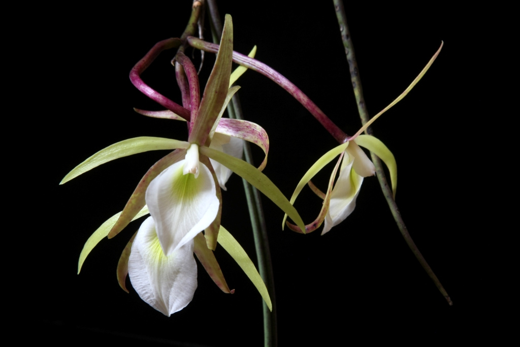 Brassavola tuberculata care and culture | Travaldo's blog
