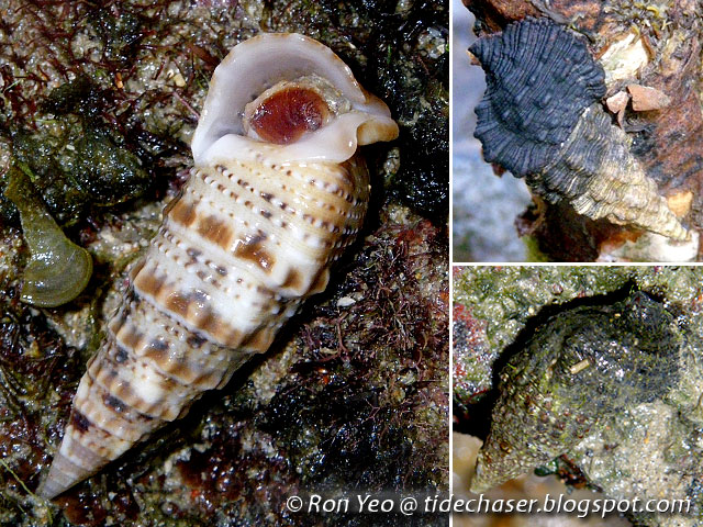 tHE tiDE cHAsER: Marine Snails of Singapore