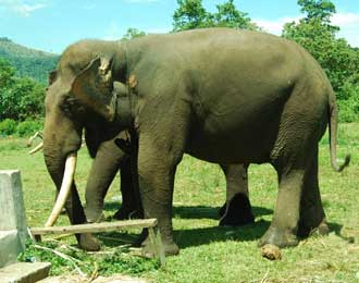 Sebuah Catatan Kehidupan: Contoh beberapa gambar jenis dan varian gajah ...