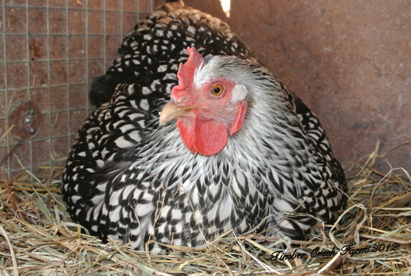 Chicken Nesting - Why is My Hen Broody? - Timber Creek Farm