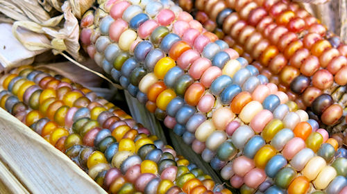 The Presurfer: Rainbow Corn Actually Exists. Here's How