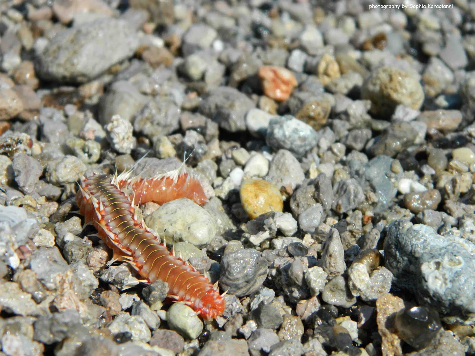Kos and the Dodecanese through my eyes-Η Κως και τα γύρω νησιά μέσα από ...