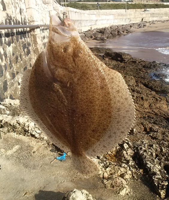 Pesca e Liberta: Estreia ao Safio e ao Pregado