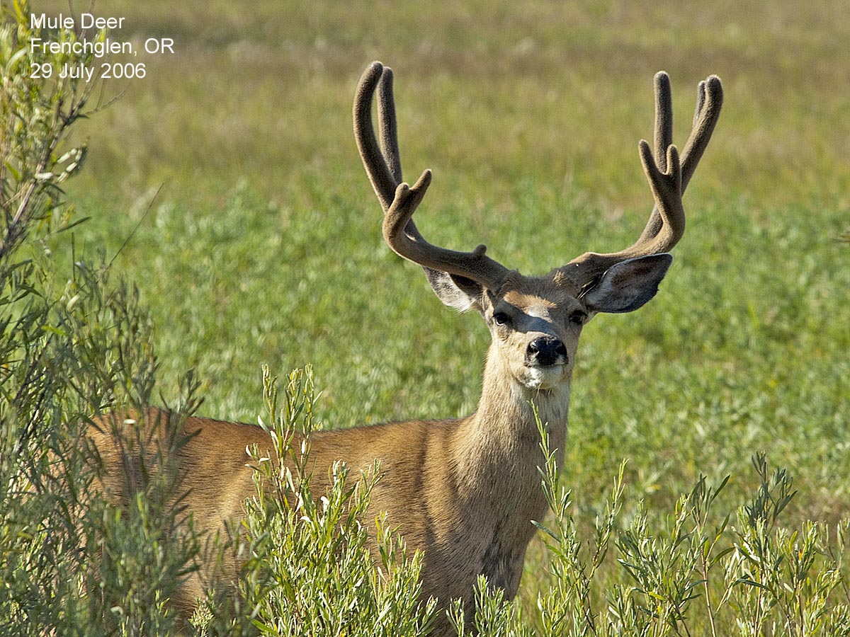 Northwest Nature Notes: PACIFIC NORTHWEST DEER