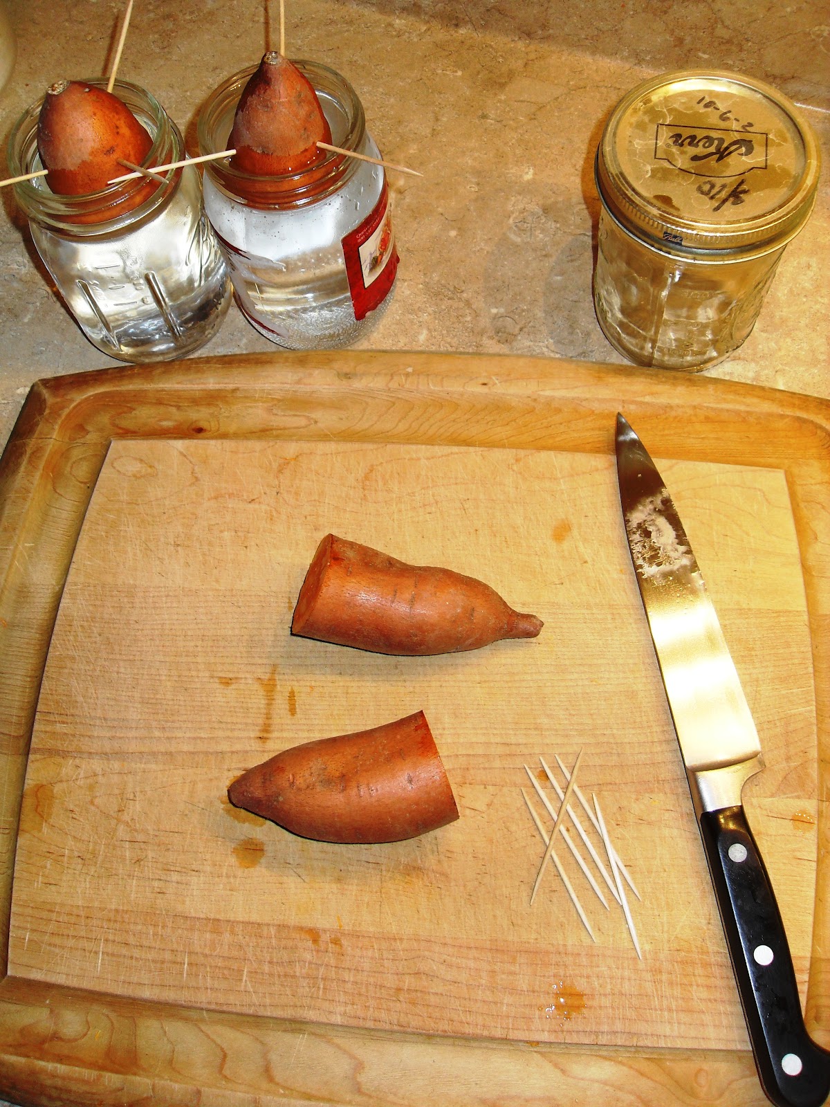 The Scientific Gardener: Starting Sweet Potatoes