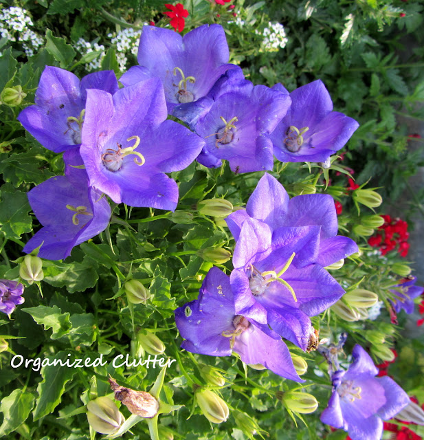 Outdoor This and That 16: What's Blooming/Weeding Tips/Seal Coated ...