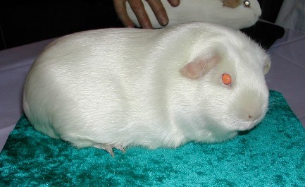 All Things Guinea Pig: Cavy Colours