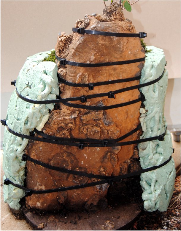 LENNARD'S BONSAI BEGINNINGS.: Experimental root over rock/root clinging ...