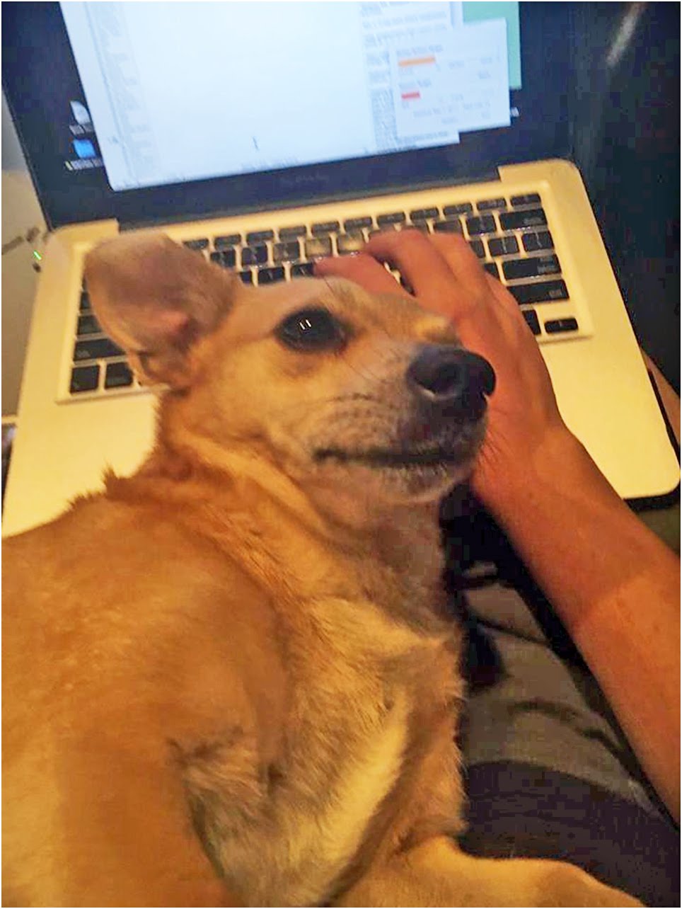 BooksChatter: ℚ♫ Shifter School [1]: Wyrdos Universe - Gwendolyn Druyor