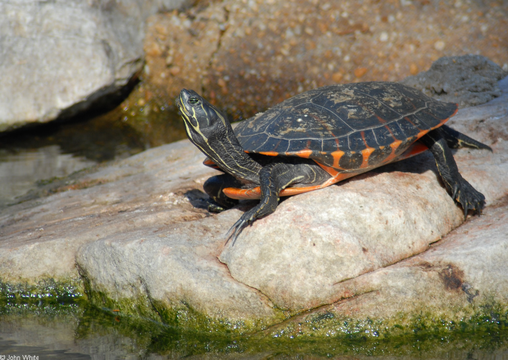 Turtle Pictures: Northern red-bellied cooter - Pseudemys rubriventris