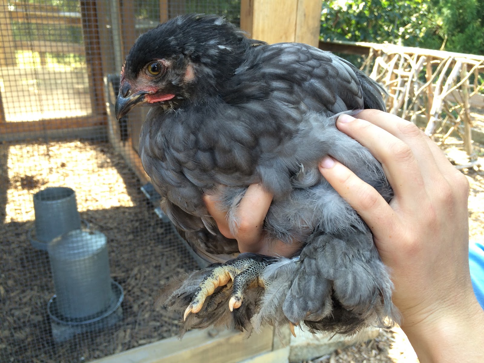 gardens@duke: Meet the Duke Gardens Chickens!