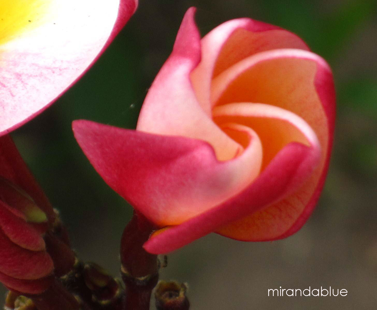 Live in the Moment: Pink Kalachuchi