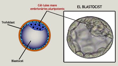 El bloc d'en Sebastià Benejam: Desenvolupament embrionari: del zigot al ...