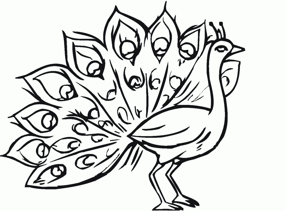 Colour Drawing Free Wallpaper Peacock Coloring Drawing Free Wallpaper
