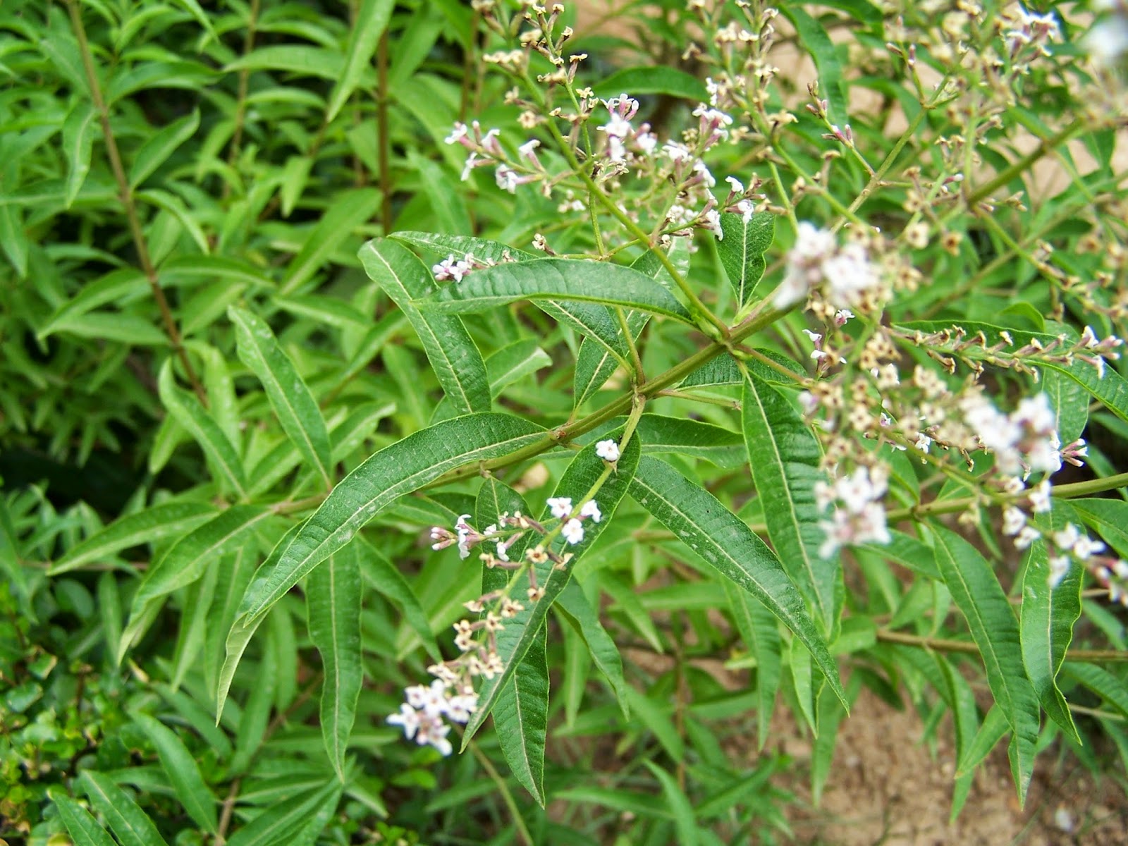 Galefod: Hierba Luisa