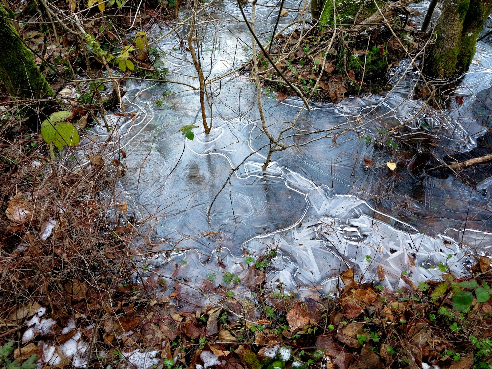 Flitzy Phoebie: Hiking Snake Lake - Tacoma Nature Center