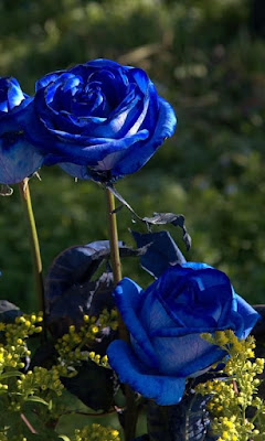 Angélica Italia: Leyenda de la Rosa Azul