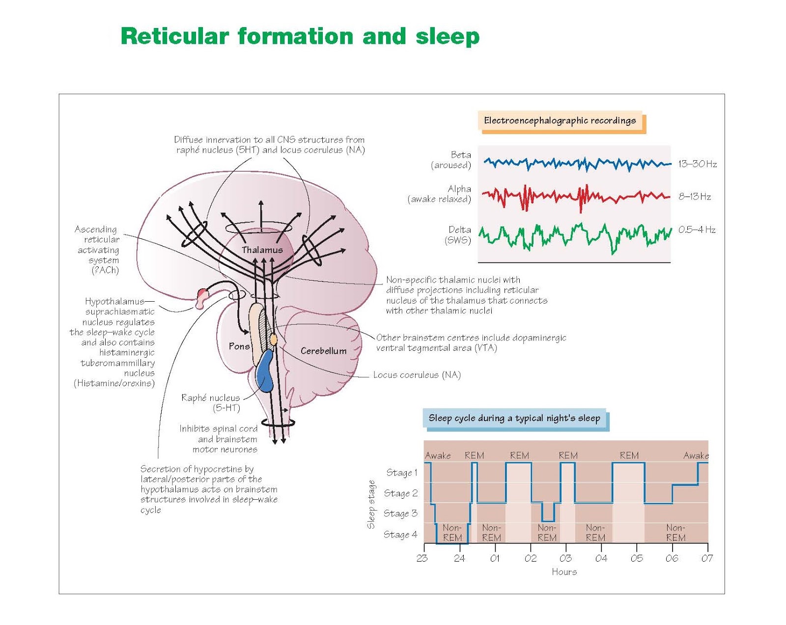 Reticular Formation And Sleep - pediagenosis