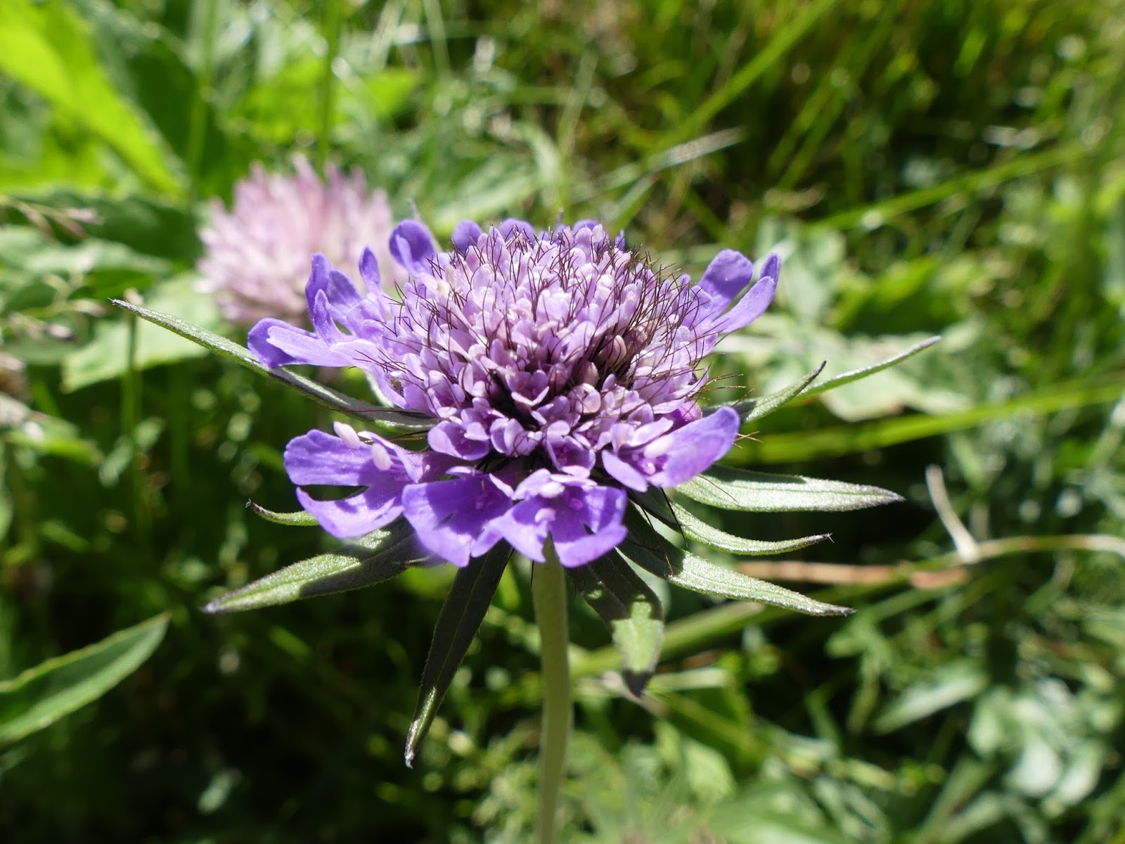 The Outdoor Traditionalist : A Pictorial View of Switzerland's Flora