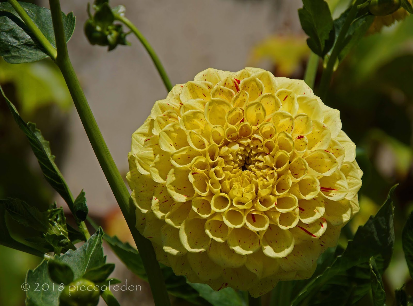 Some Of This Year's Dahlias