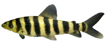 PIAU FLAMENGO - CARACTERÍSTICAS GERAIS DO PEIXE PIAU FLAMENGO - Klima ...