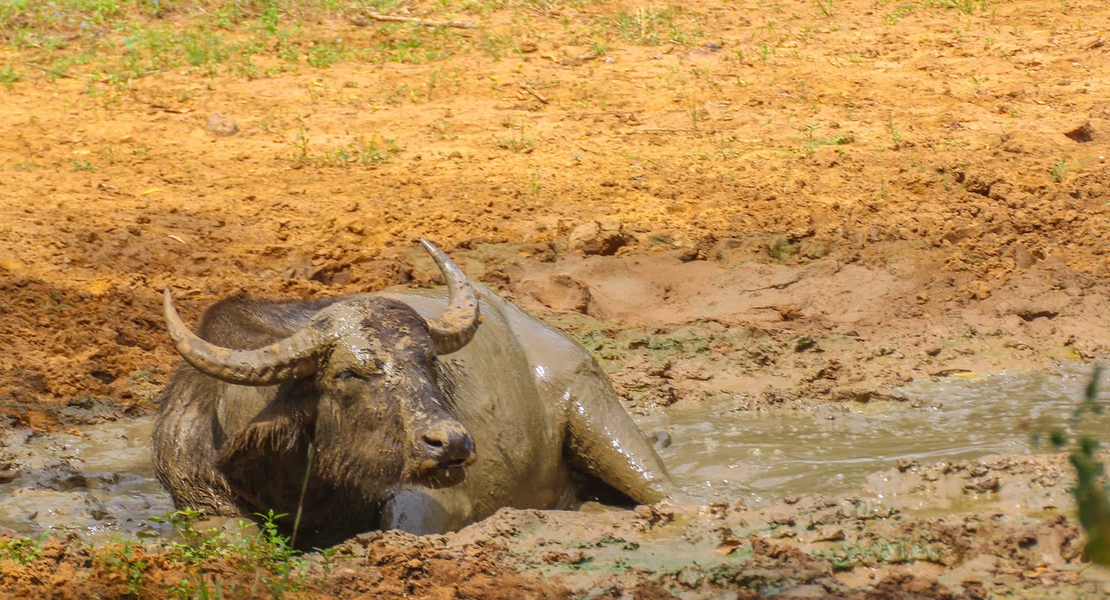 Cannundrums: Wild Water Buffalo